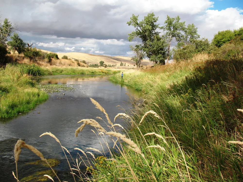 About Palouse Heritage | Regeneratively Grown Heritage Grains from ...