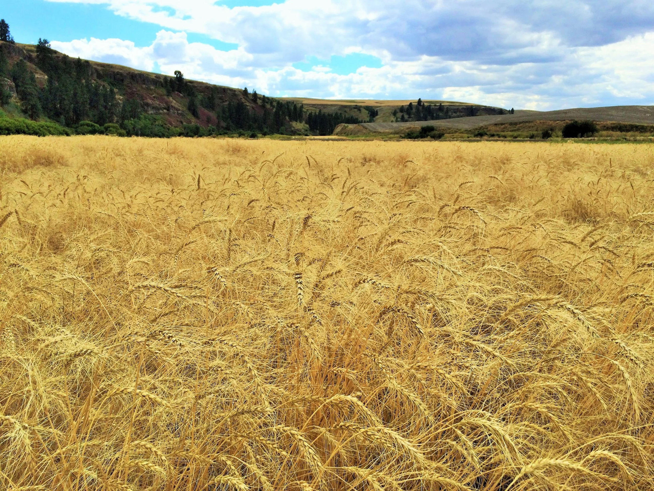 Recipes | Heritage Grains from Palouse Heritage — Palouse Heritage ...