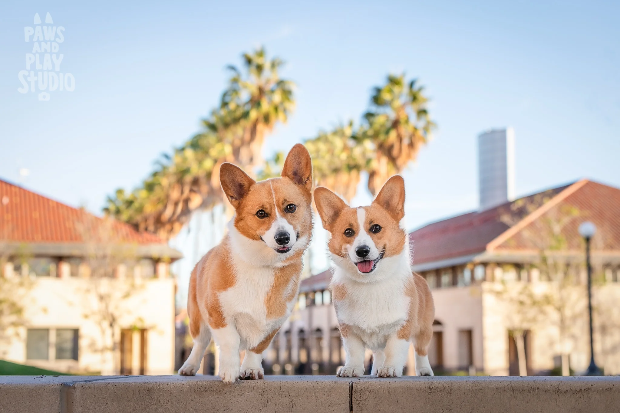 Paws and Play Studio | San Francisco Bay Area Dog Photography
