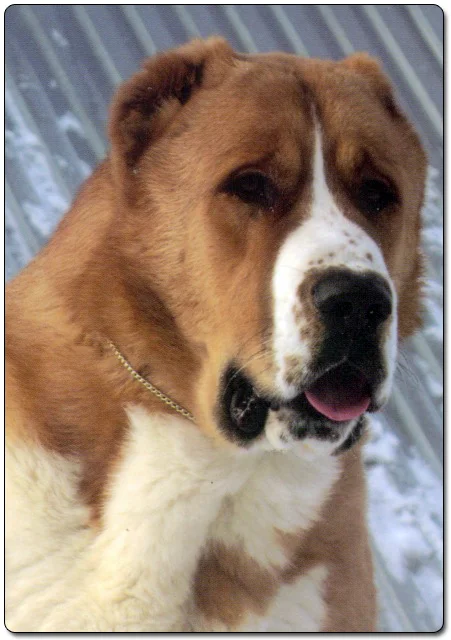 Gallery | Central Asian Shepherd Dog Breeders