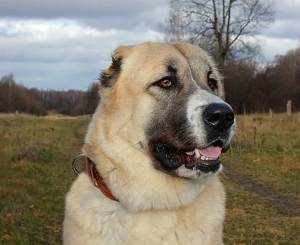 Gallery | Central Asian Shepherd Dog Breeders