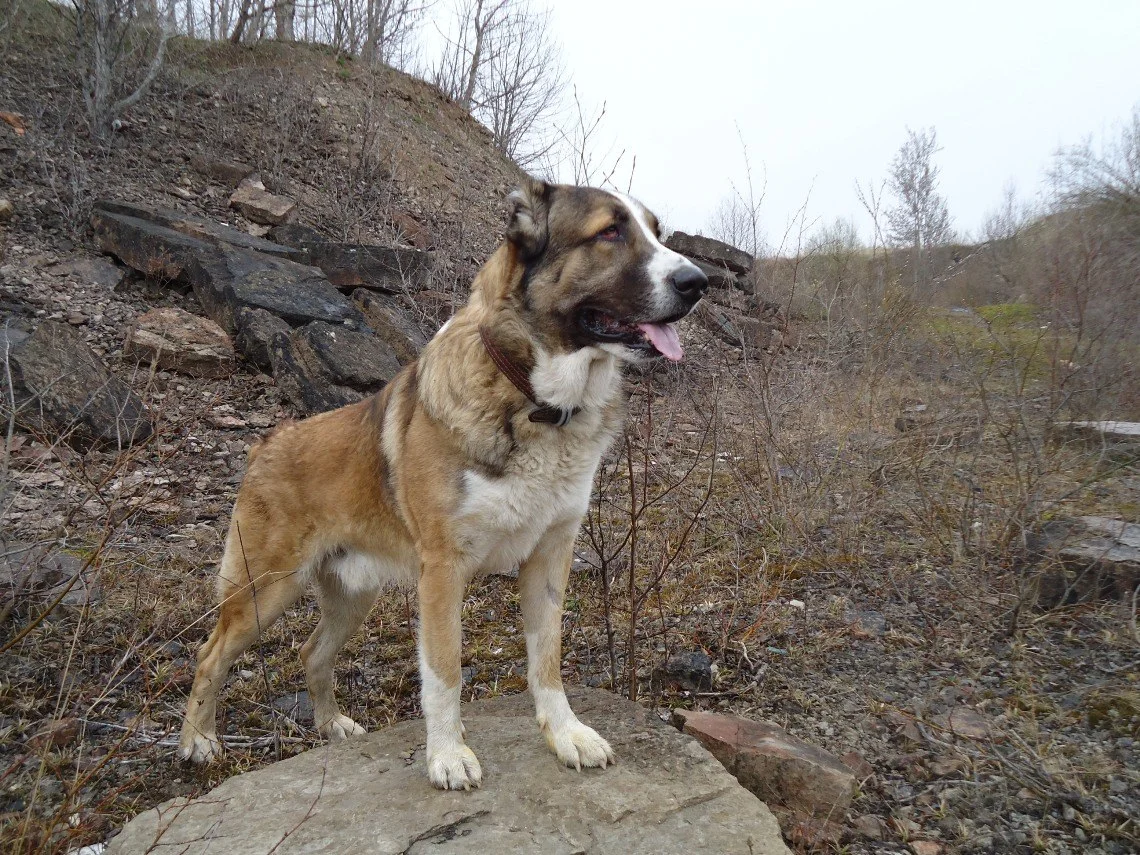 Gallery | Central Asian Shepherd Dog Breeders