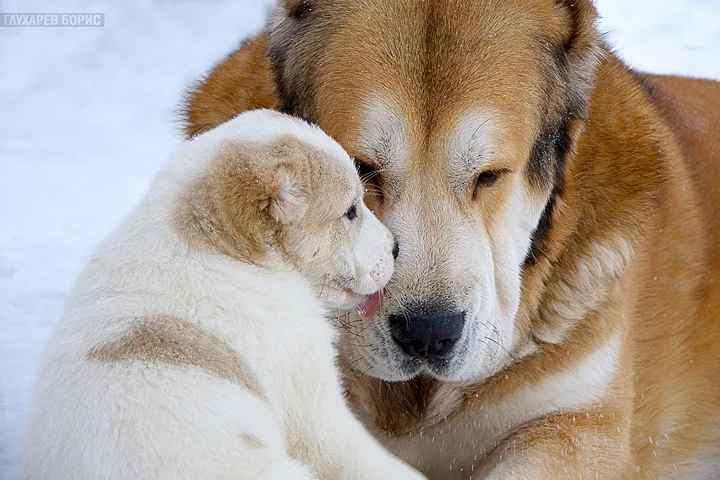 Central Asian Shepherd Puppy | Central Asian Ovcharka - Alabai Breeders