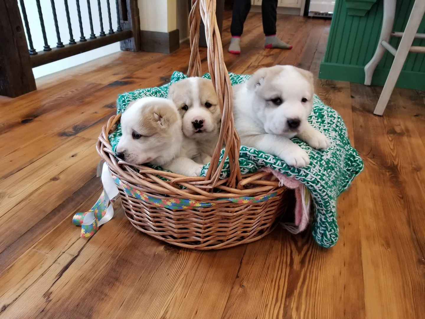Central Asian Shepherd Puppies for Sale | Central Asian Shepherd Dog ...