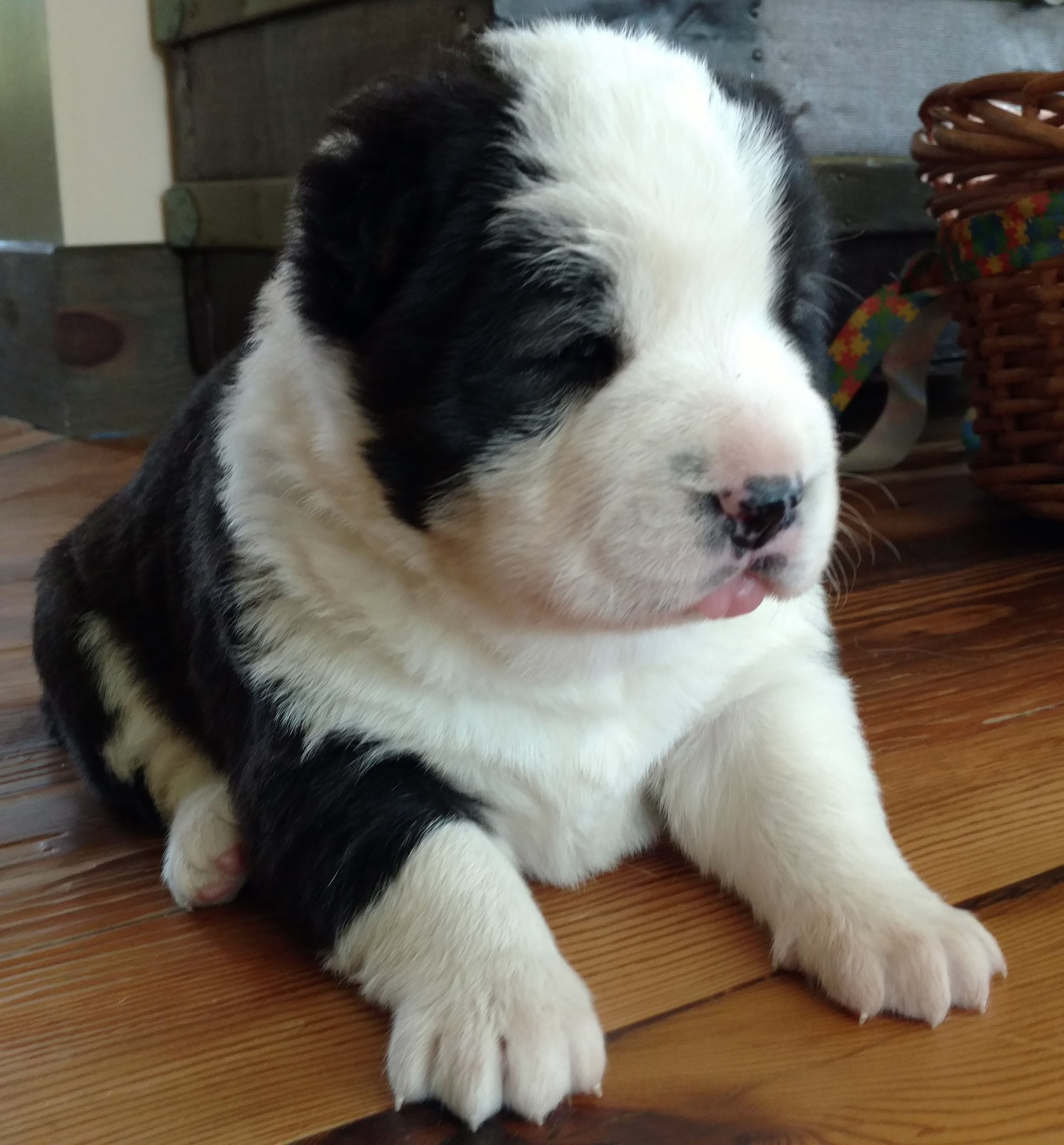 Our Central Asian Shepherds | Central Asian Shepherd Dog Breeders