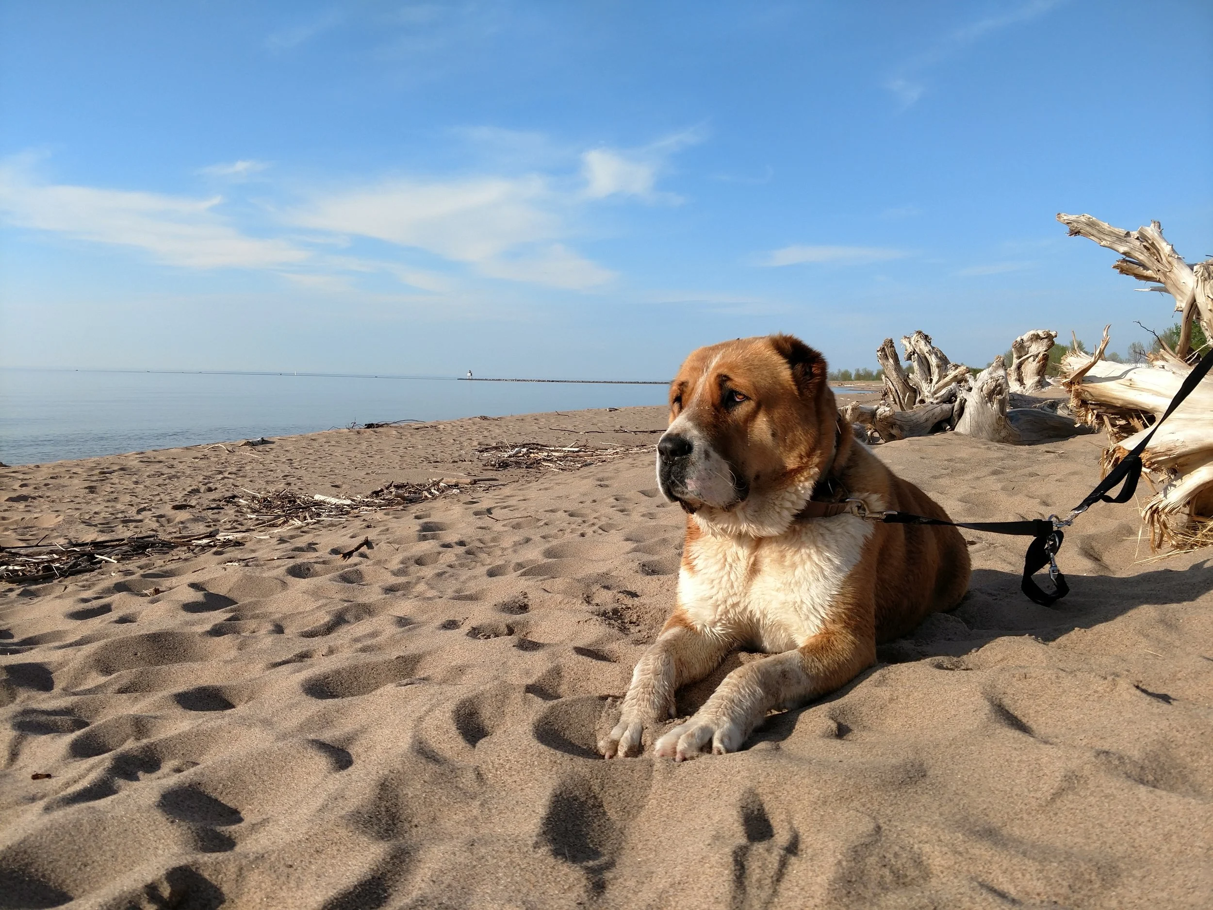 Our Central Asian Shepherds | Central Asian Shepherd Dog Breeders