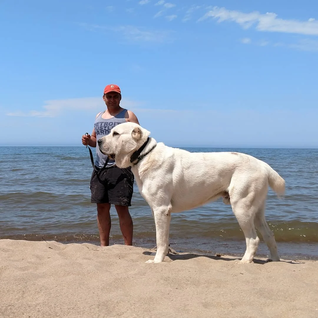 Our Central Asian Shepherds | Central Asian Shepherd Dog Breeders