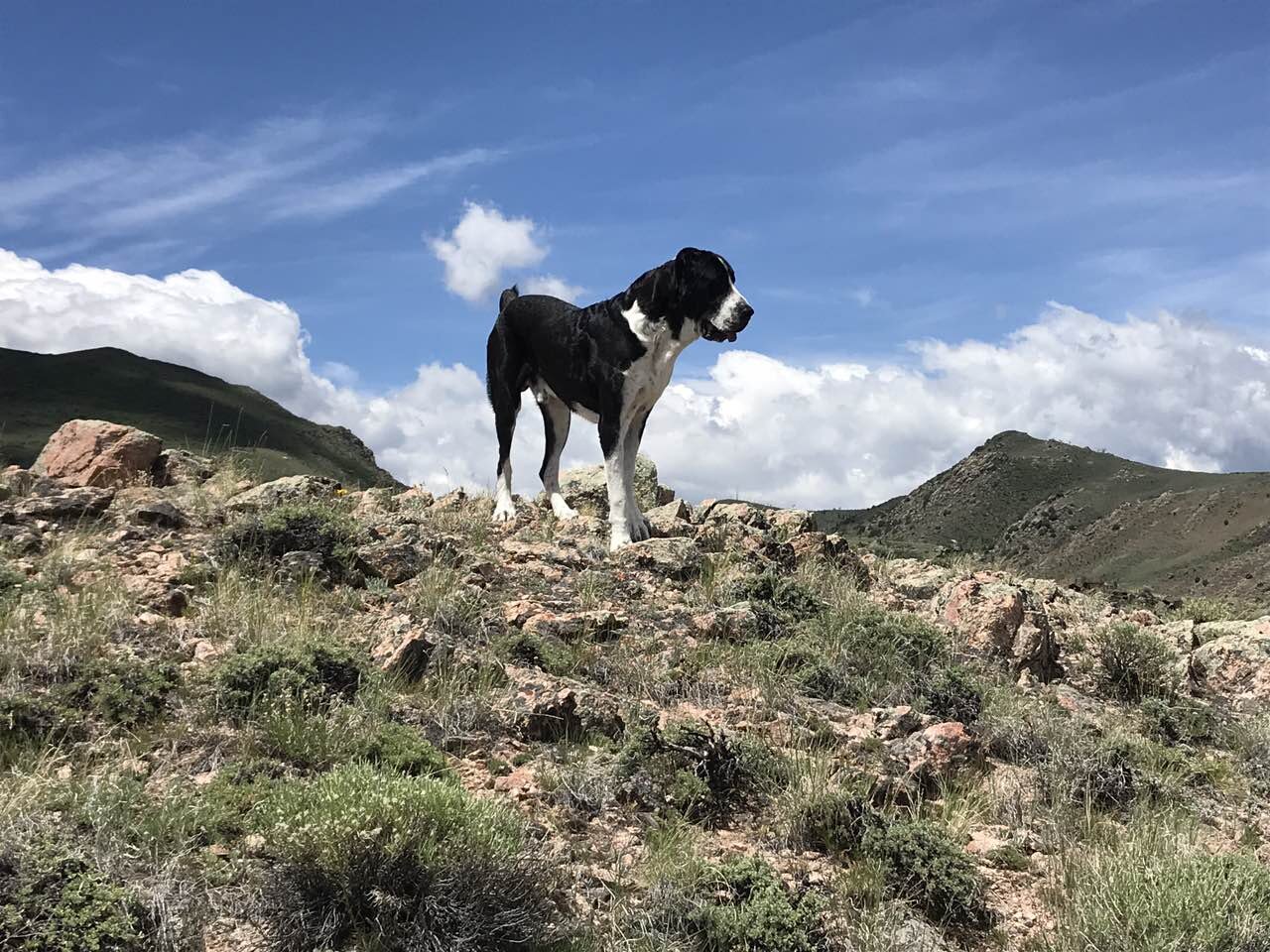 Central Asian Shepherd Puppies for Sale | Central Asian Shepherd Dog ...