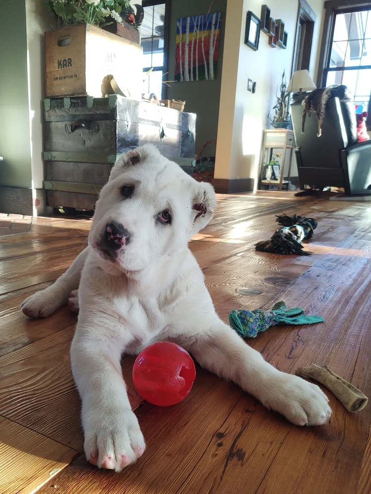 Central Asian Shepherd Puppy | Central Asian Ovcharka - Alabai Breeders