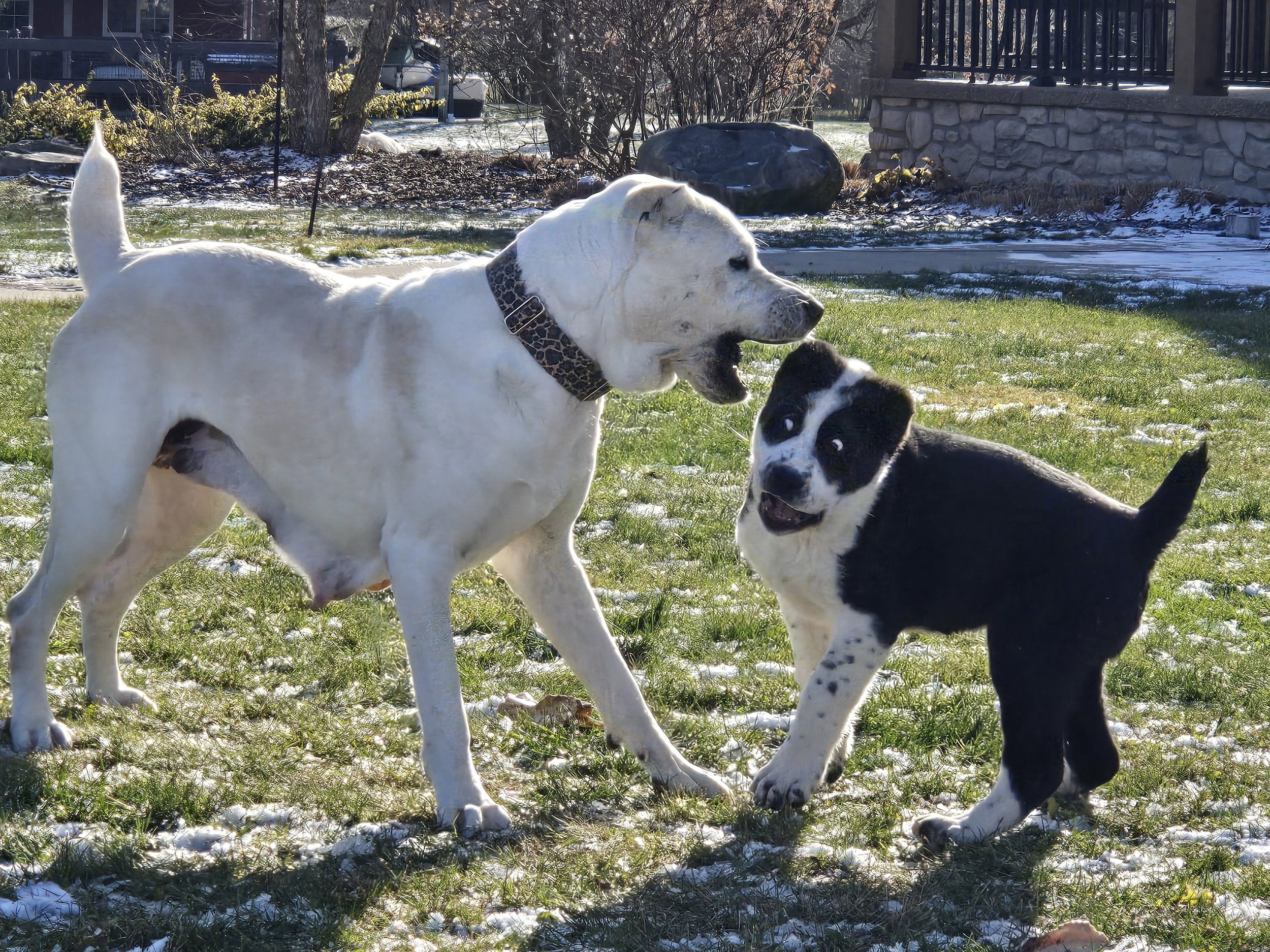 Central Asian Shepherd Puppy | Central Asian Ovcharka - Alabai Breeders