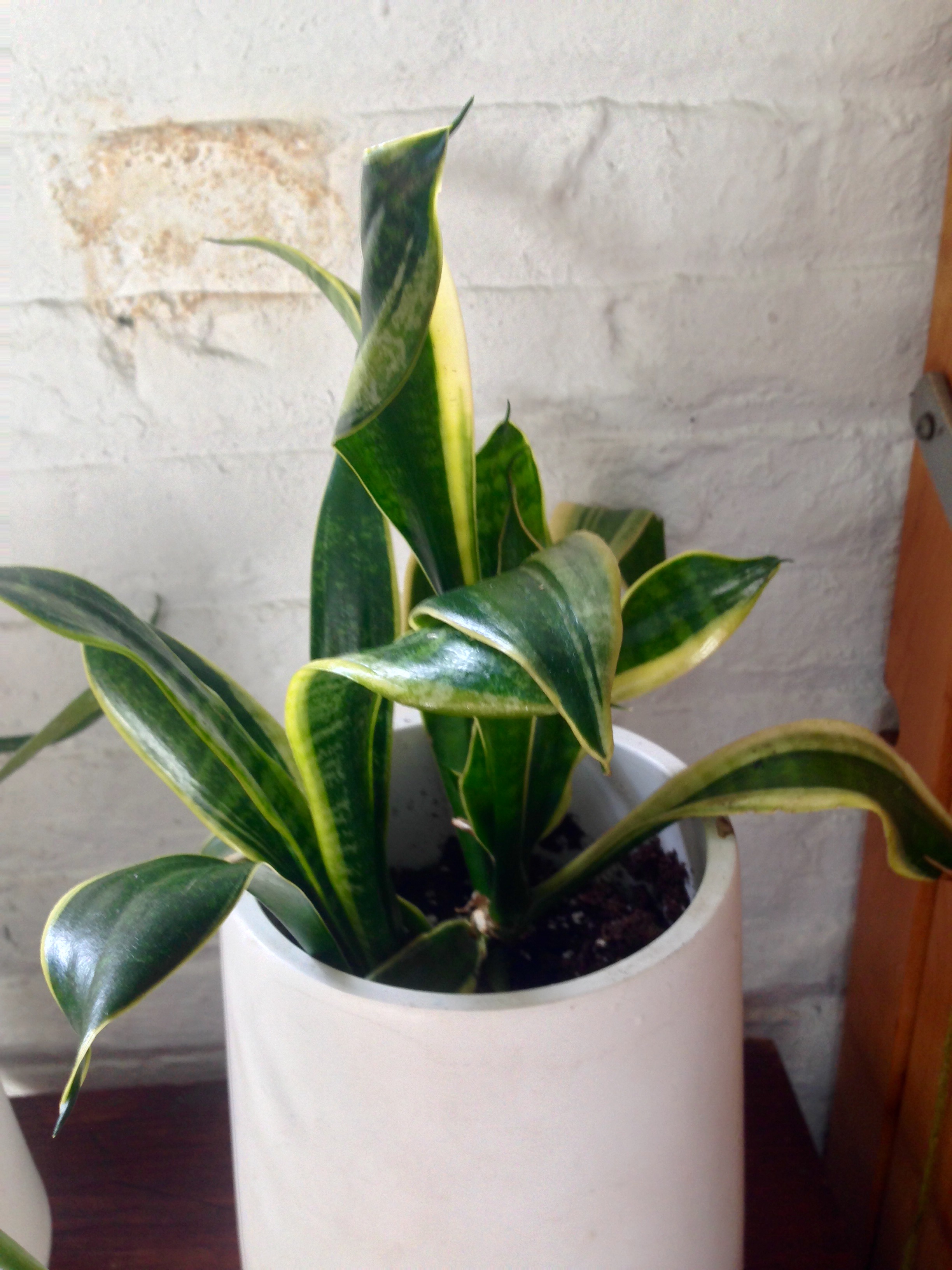 Plant of the Month: Snake Plant — Fern & Fossil