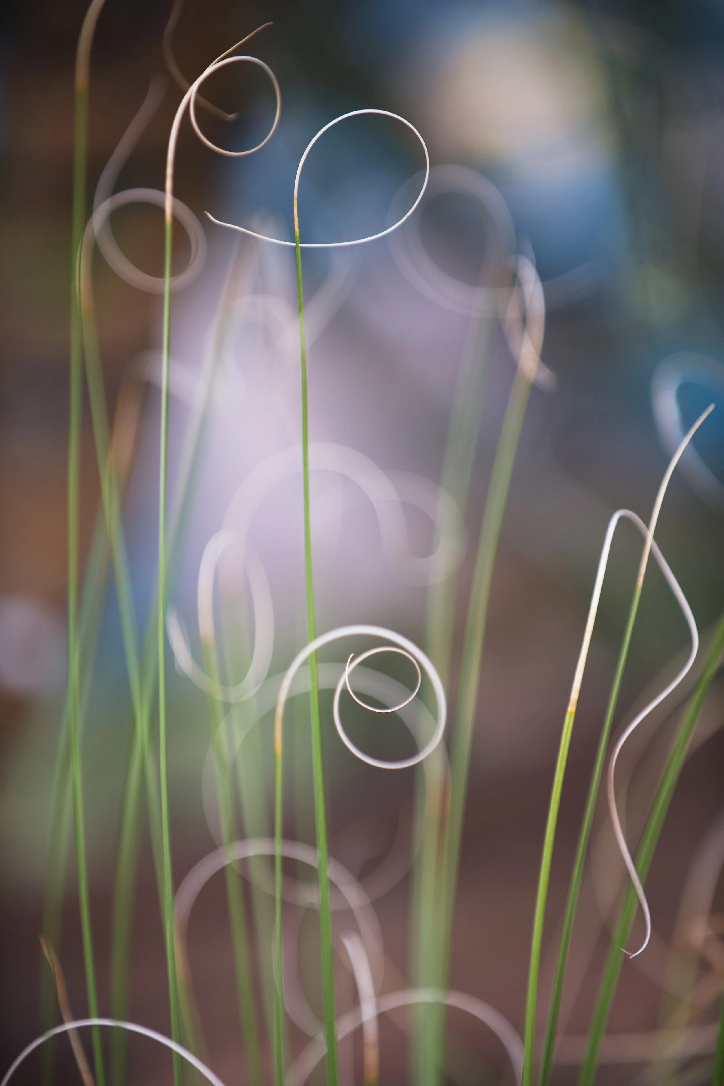 Patterns, Shapes and Lines in Nature — Visual Harmony Photography