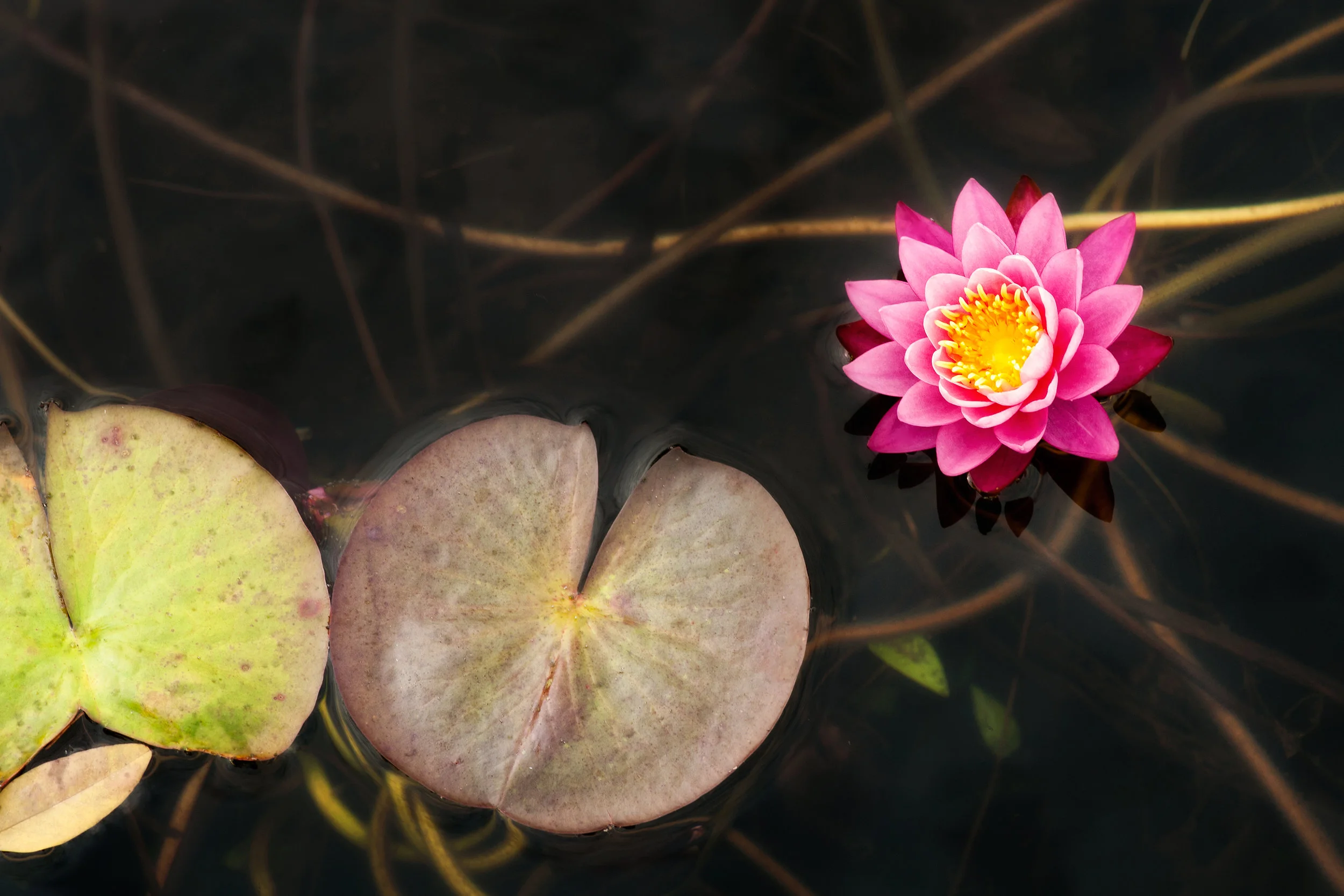 Patterns, Shapes and Lines in Nature — Visual Harmony Photography