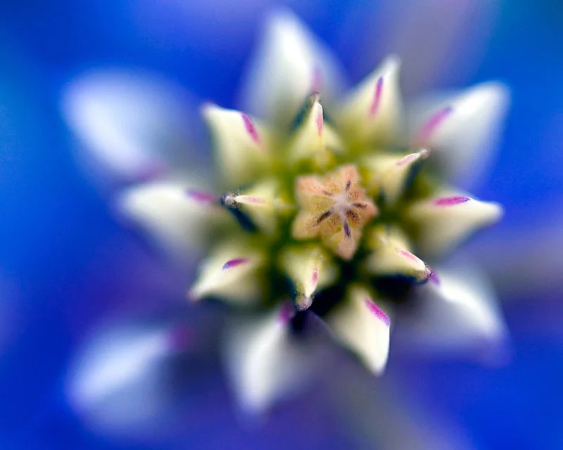 Patterns, Shapes and Lines in Nature — Visual Harmony Photography