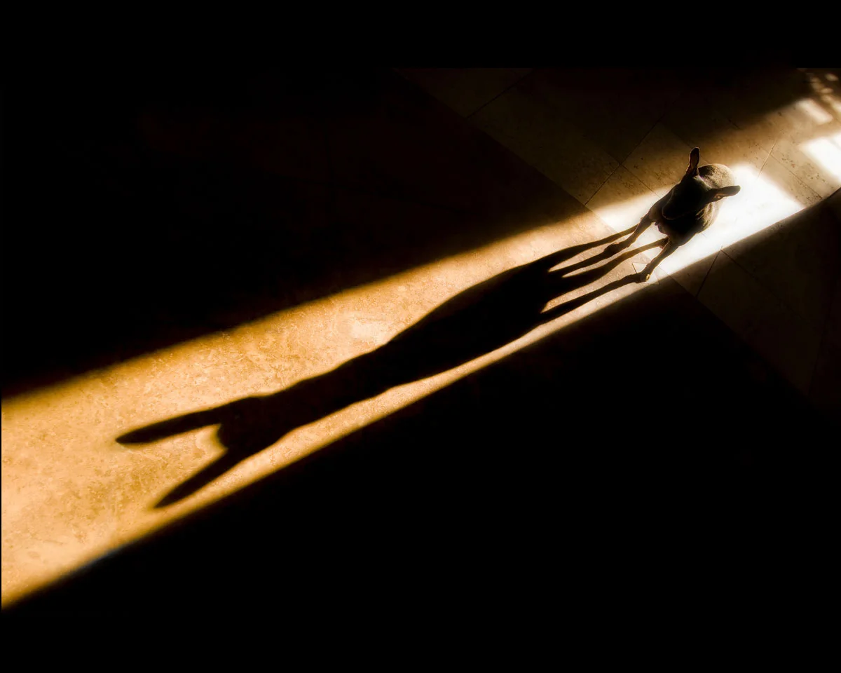 Photography Tip - Isolating Your Subject — Visual Harmony Photography