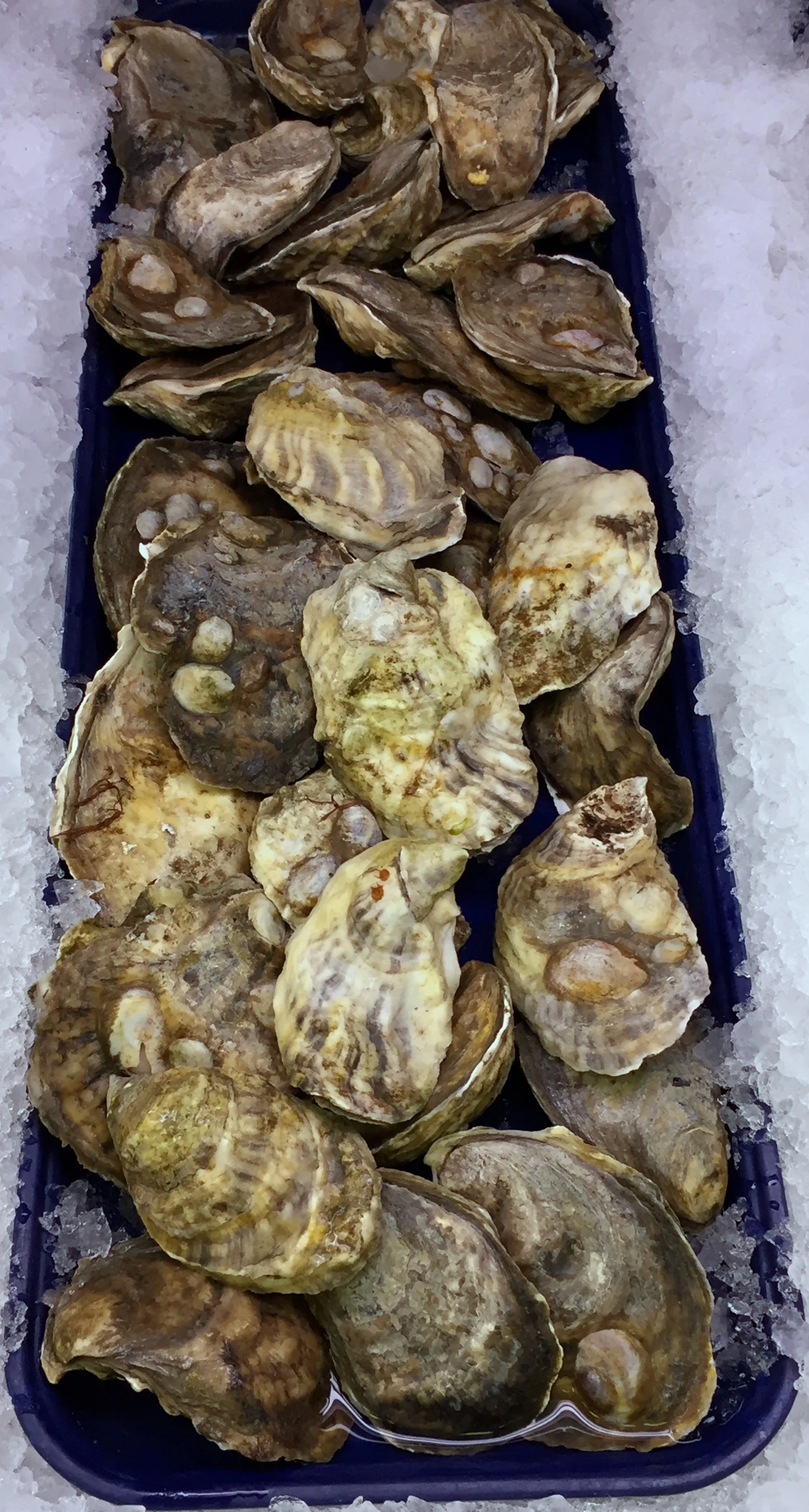 Chaves Market Fresh Fish — Chaves Market