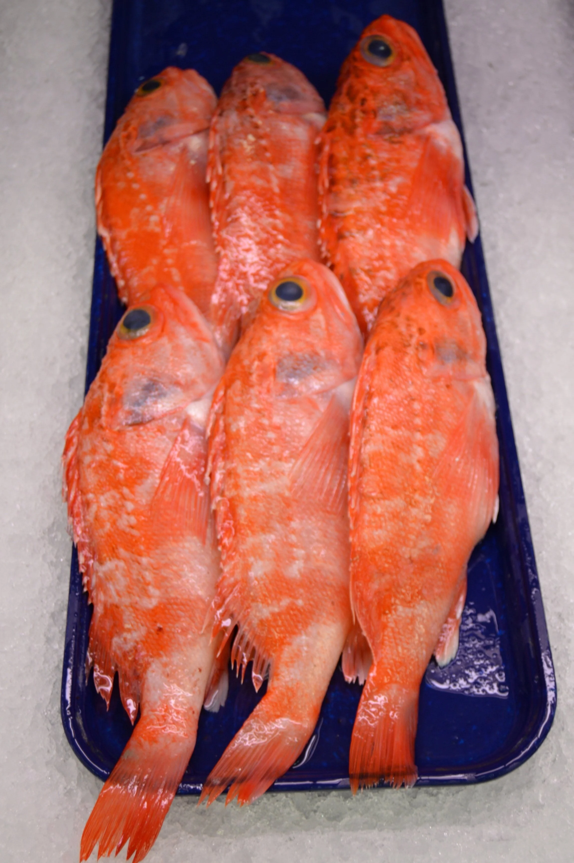 Chaves Market Fresh Fish — Chaves Market