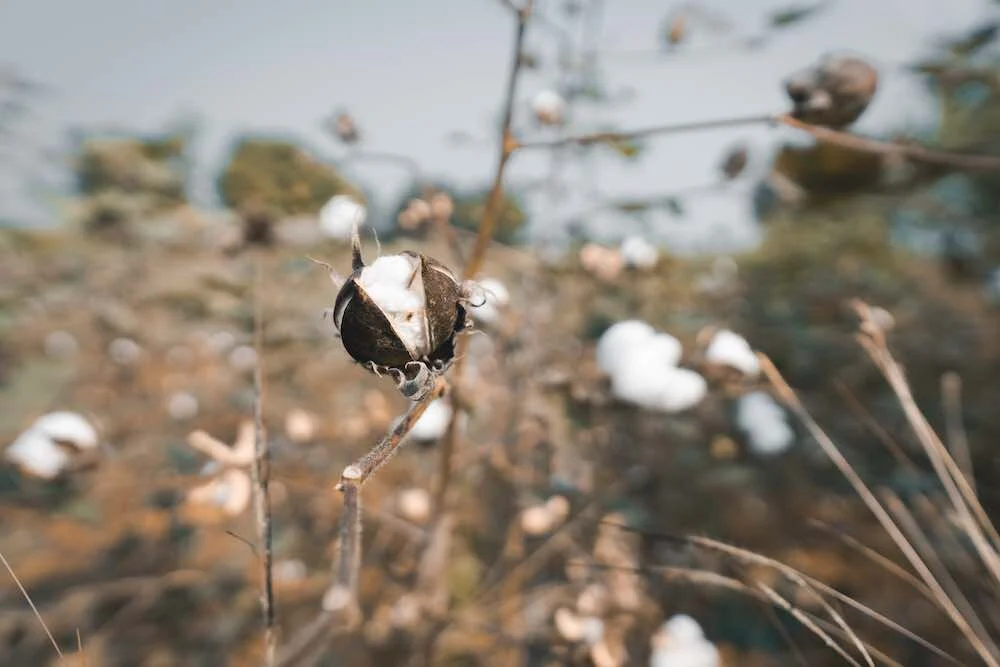 THE MAJOR DIFFERENCE BETWEEN CONVENTIONAL & ORGANIC COTTON