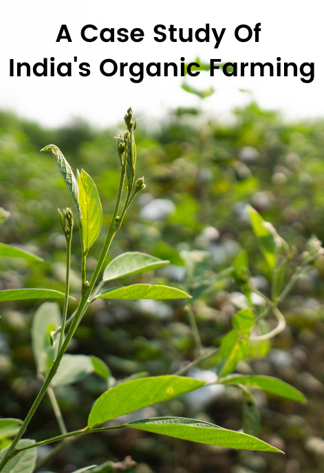 A Case Study Of India's Organic Farming | Organic Farming Concept