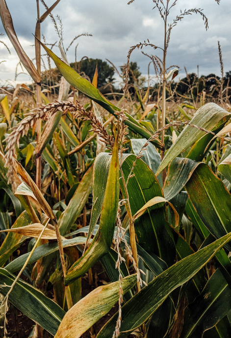 Environmental impacts of Monoculture