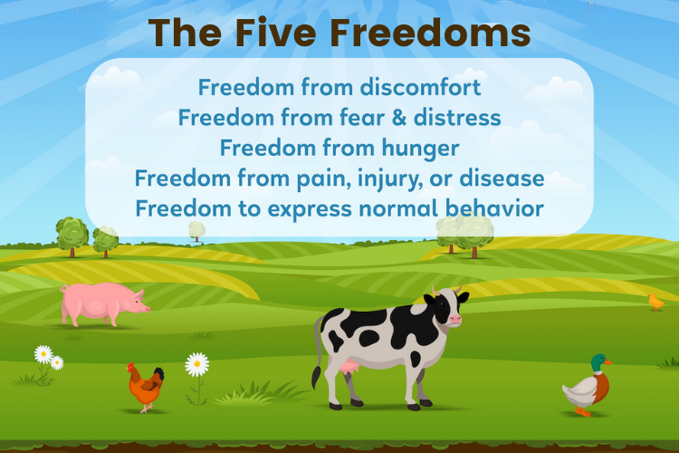 Animal Welfare- One pillar of Regenerative Organic Certified™