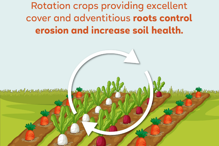 Soil Health And Land Management One Of The Three Pillars Of ROC soil-health-and-land-management-one-of-the-three-pillars-of-roc