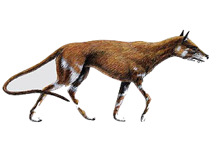 Cynodictis Evolution