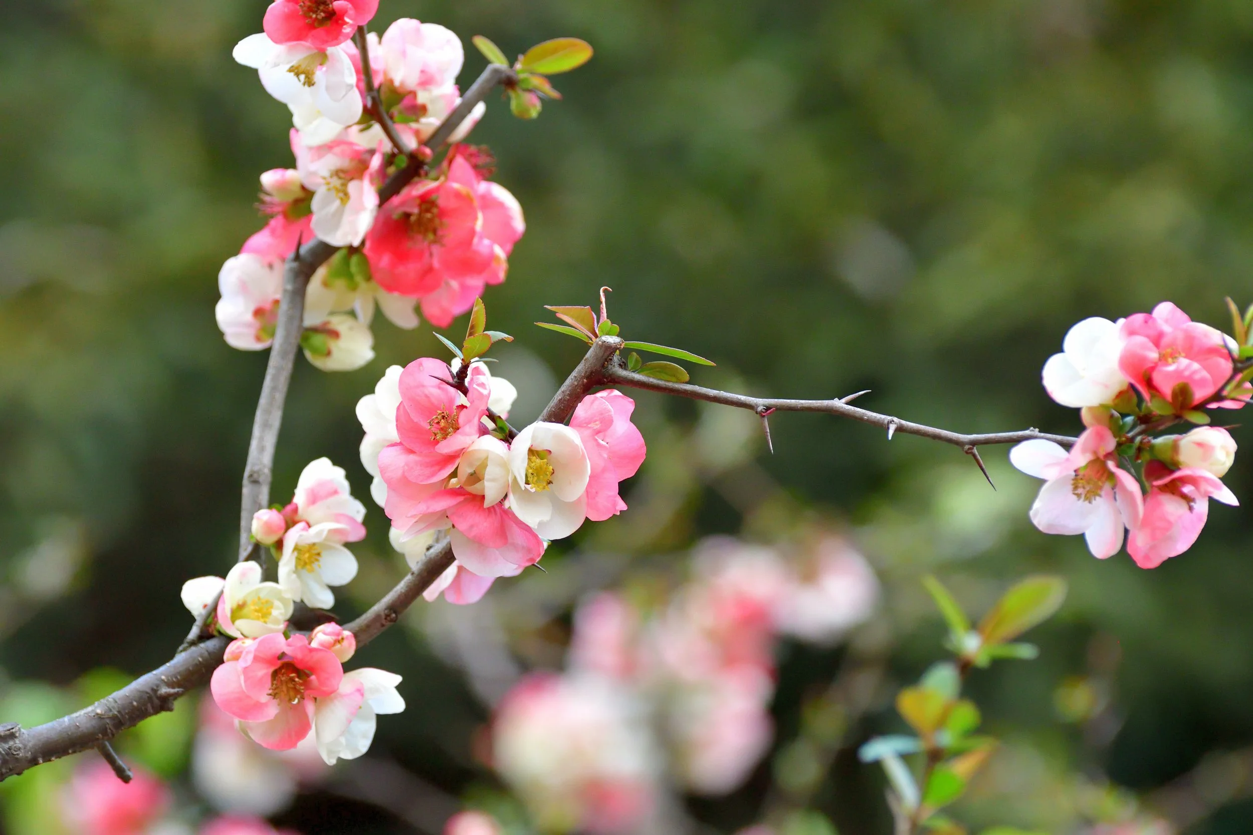 Santa Barbara Easter: Golf & New Listings — Susan J. Pate