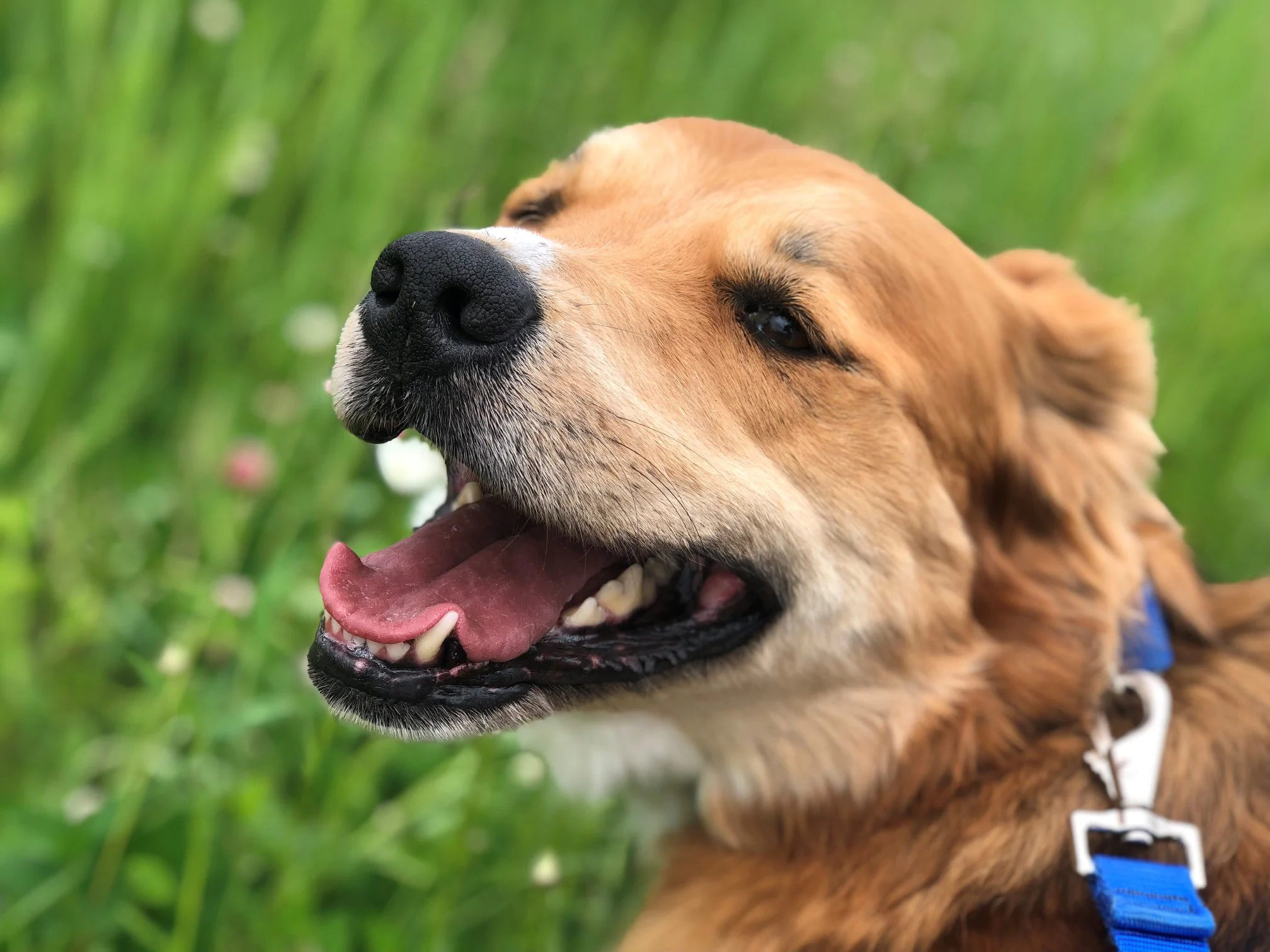 The Babinski Foundation