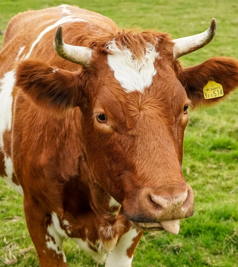 Meet the animals and Be my FRIEND — Friend Farm Animal Sanctuary