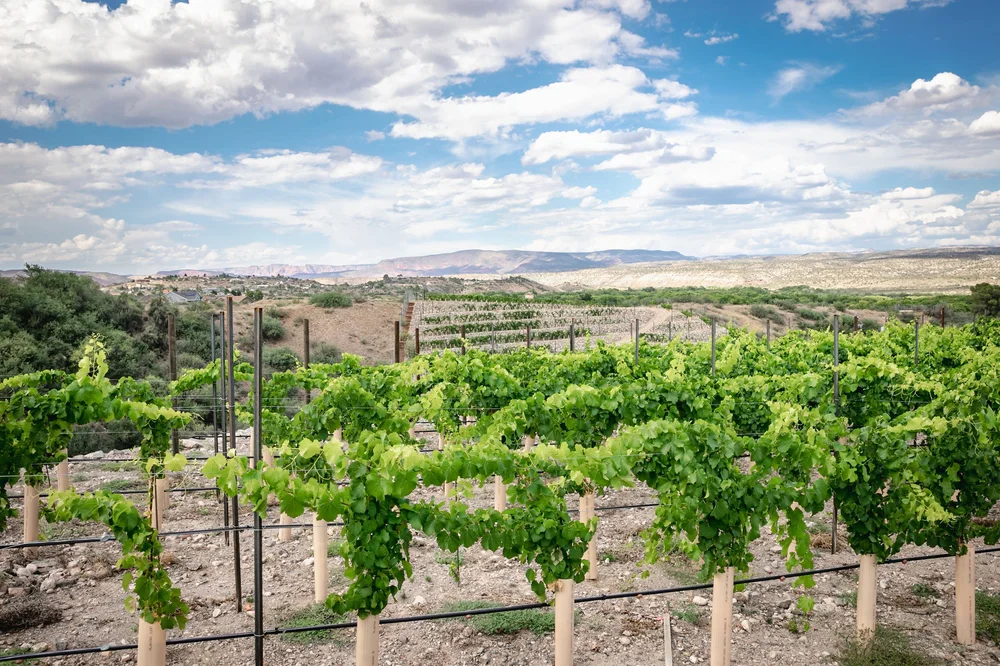 Enjoying the Arizona Wine Trail — ROVA