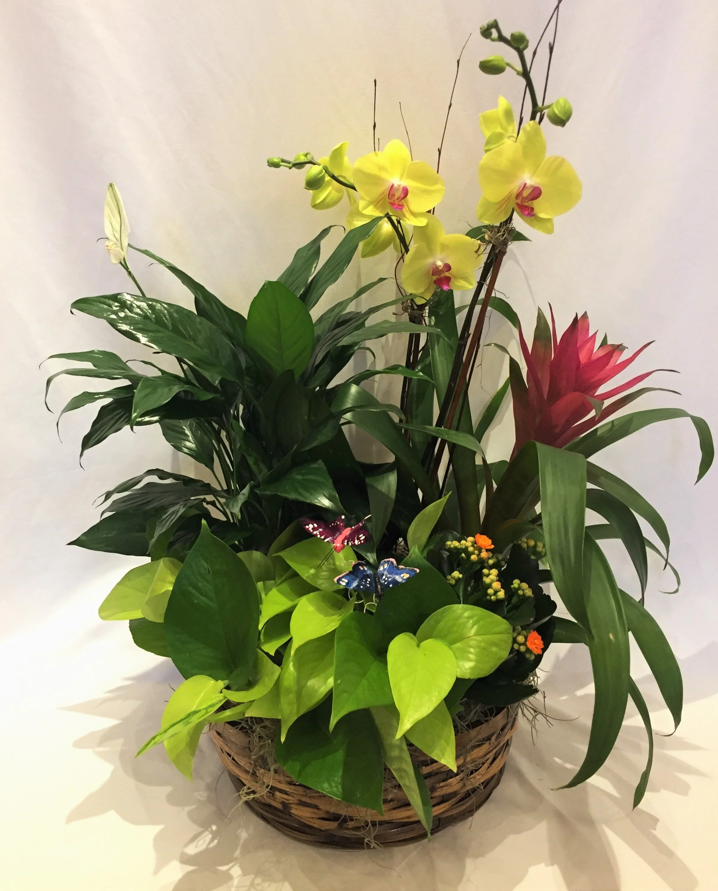 Premium Plant Basket — Sage Floral Studio