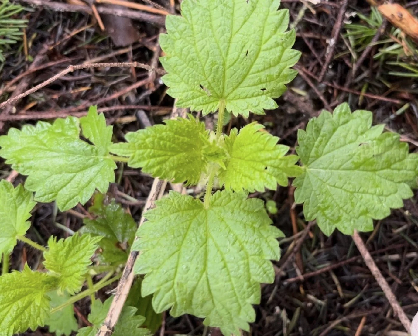 Honorable Harvest, Nettles + Springtime — Brilliant Medicine