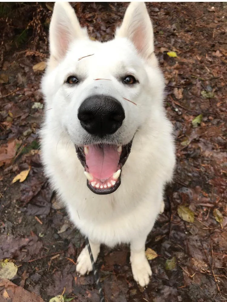 Meet Beemo in Seattle — Sunrise Nutrition