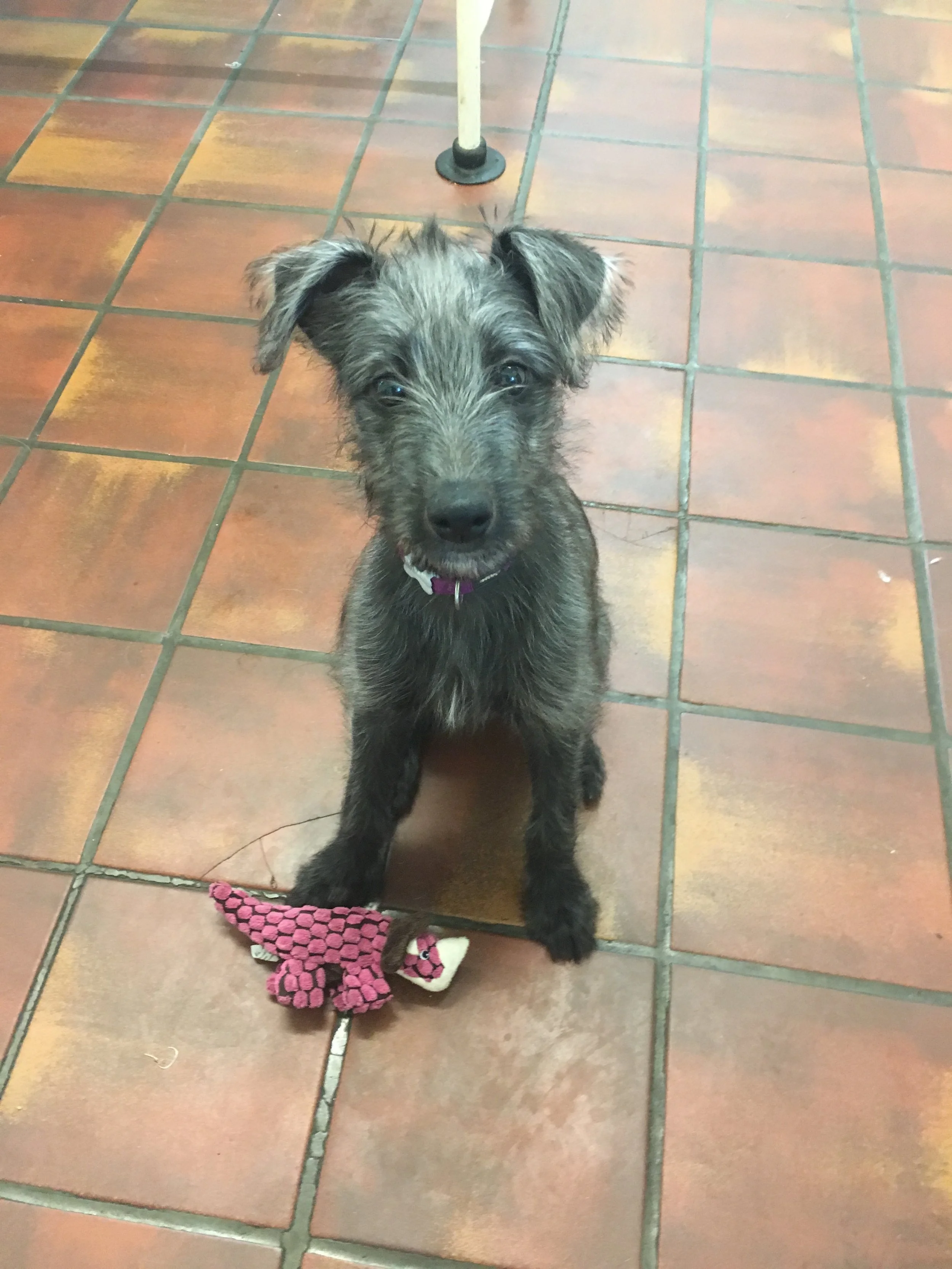 Are Lurcher Hypoallergenic