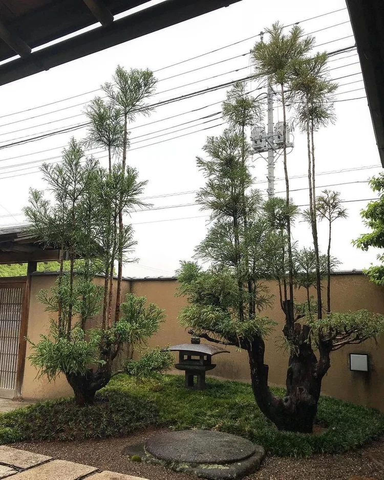 Daisugi Technique: Over A Thousand Year Pruning History — sabukaru