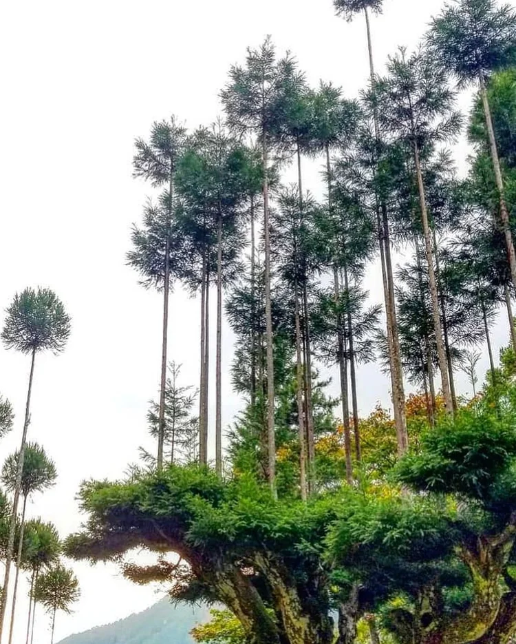 Daisugi Technique: Over A Thousand Year Pruning History — sabukaru