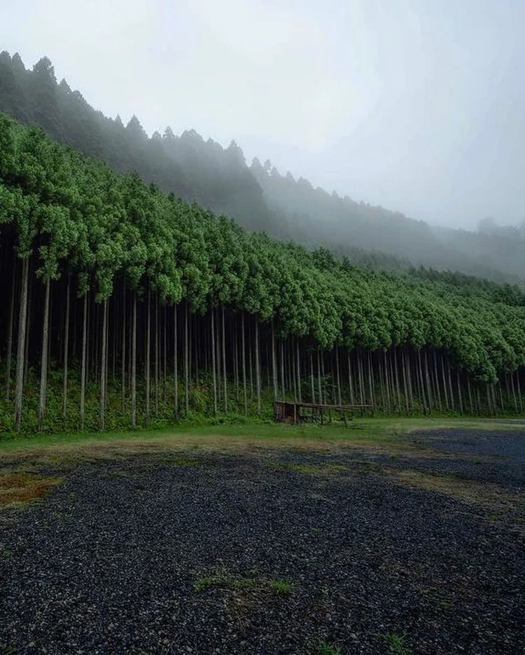 Daisugi Technique: Over A Thousand Year Pruning History — sabukaru