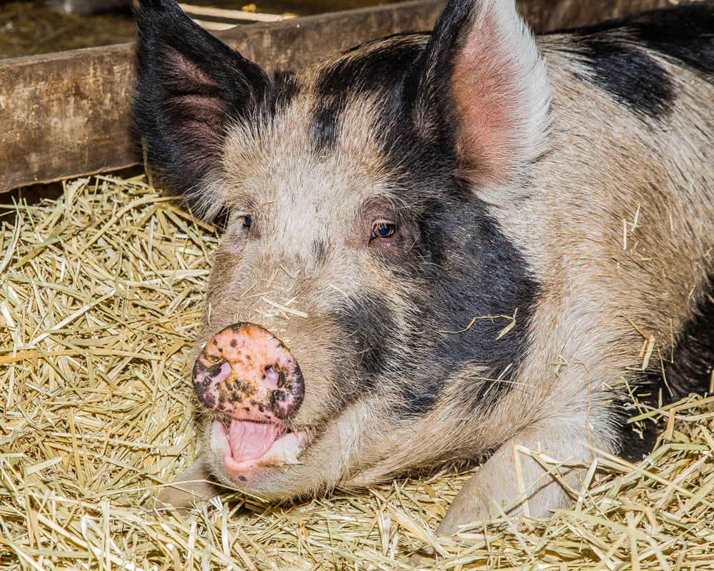 Woodstock Farm Sanctuary — John Fischer Photography