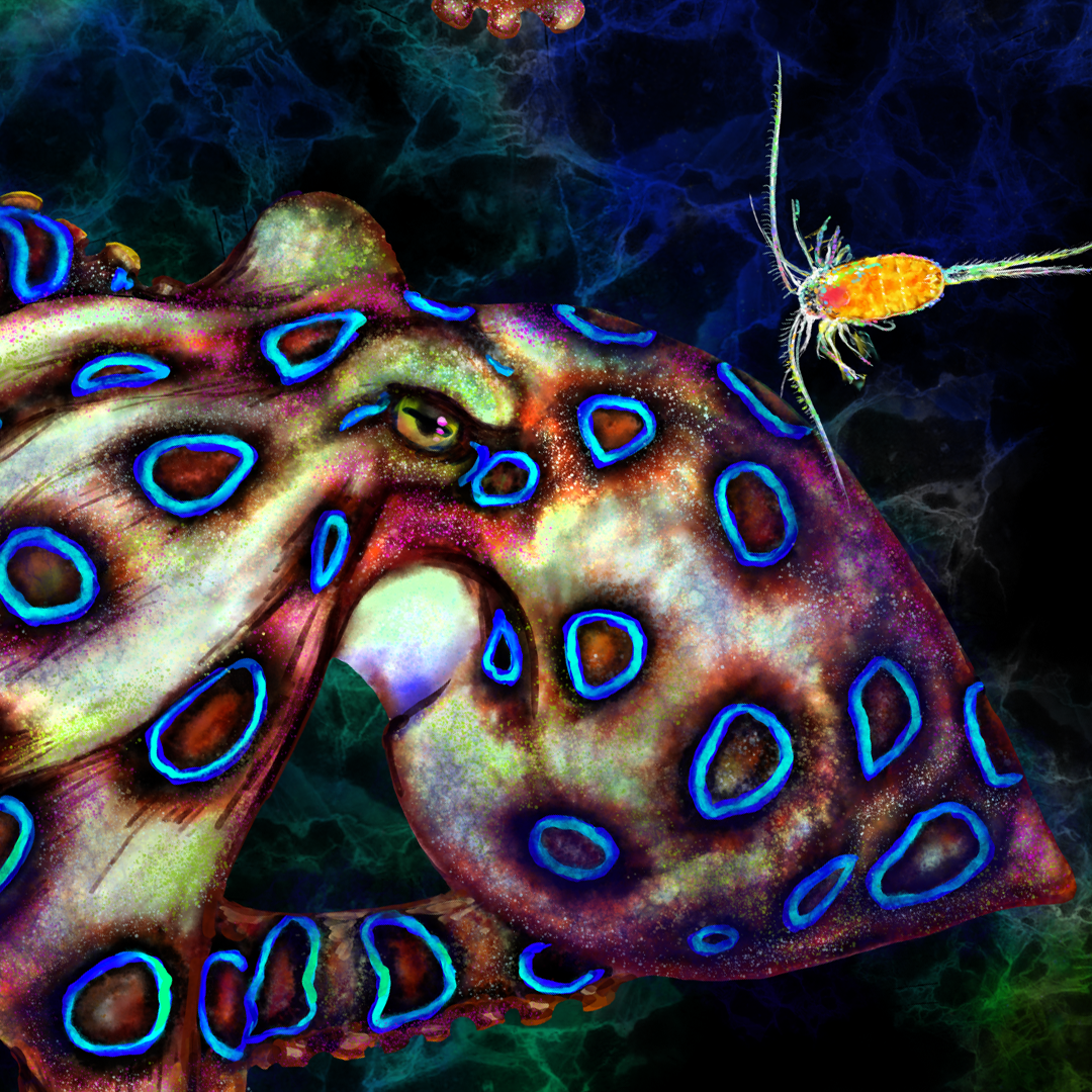 Blue Ringed Octopus Eyes