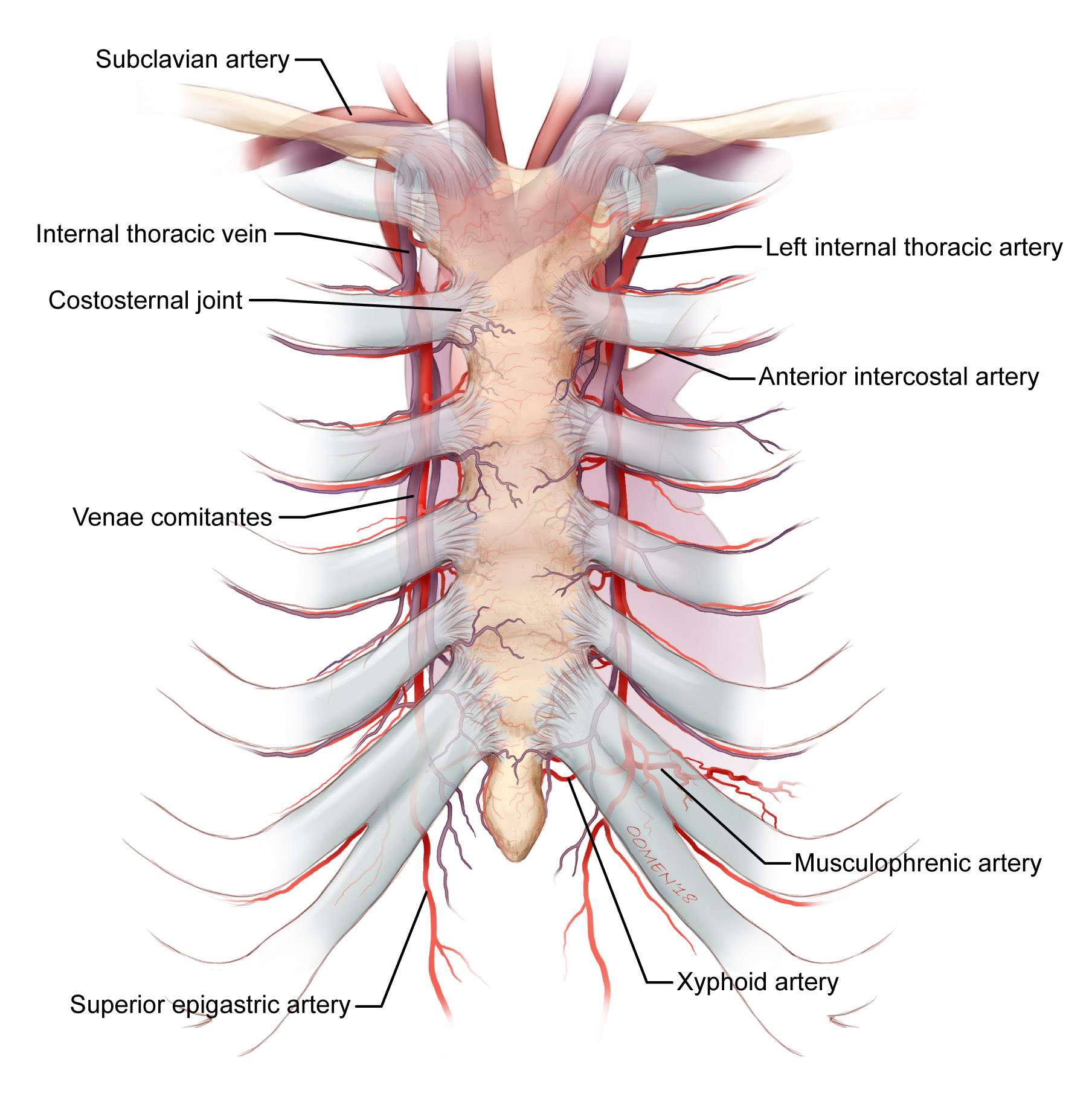 Sternal Anatomy Anatomical Charts Posters