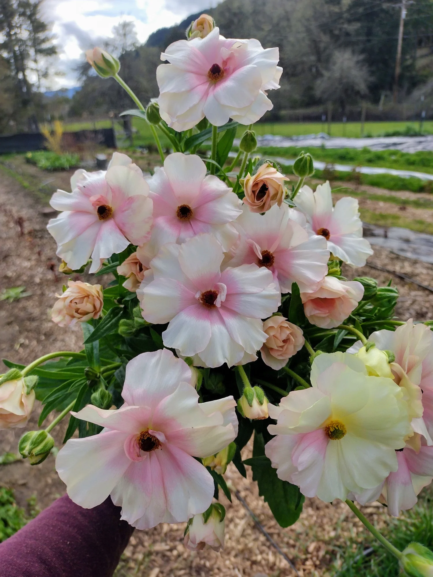 Howl and Whistle Flower Farm