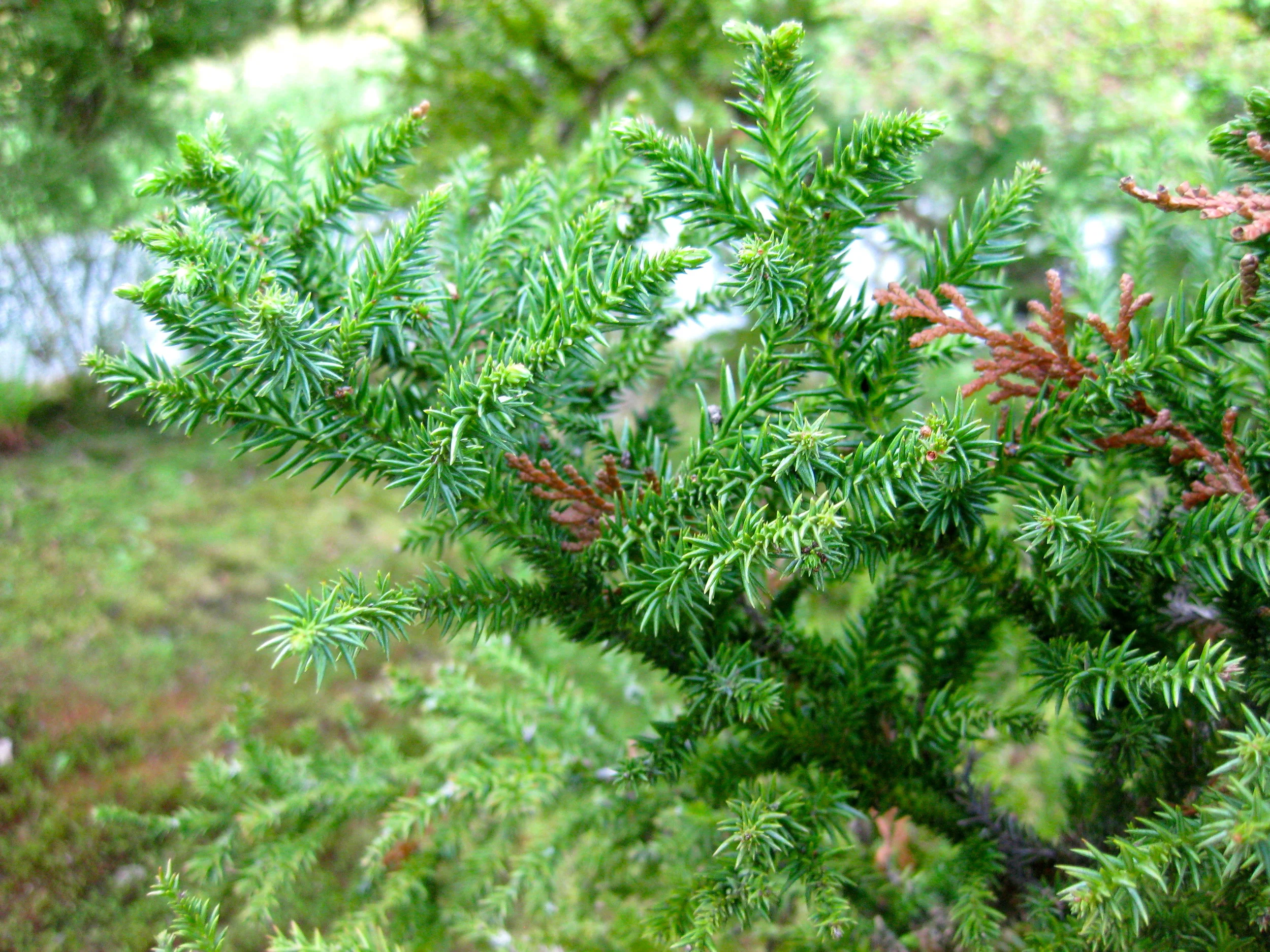 In Bloom: Cryptomeria Japonica — Seattle Japanese Garden