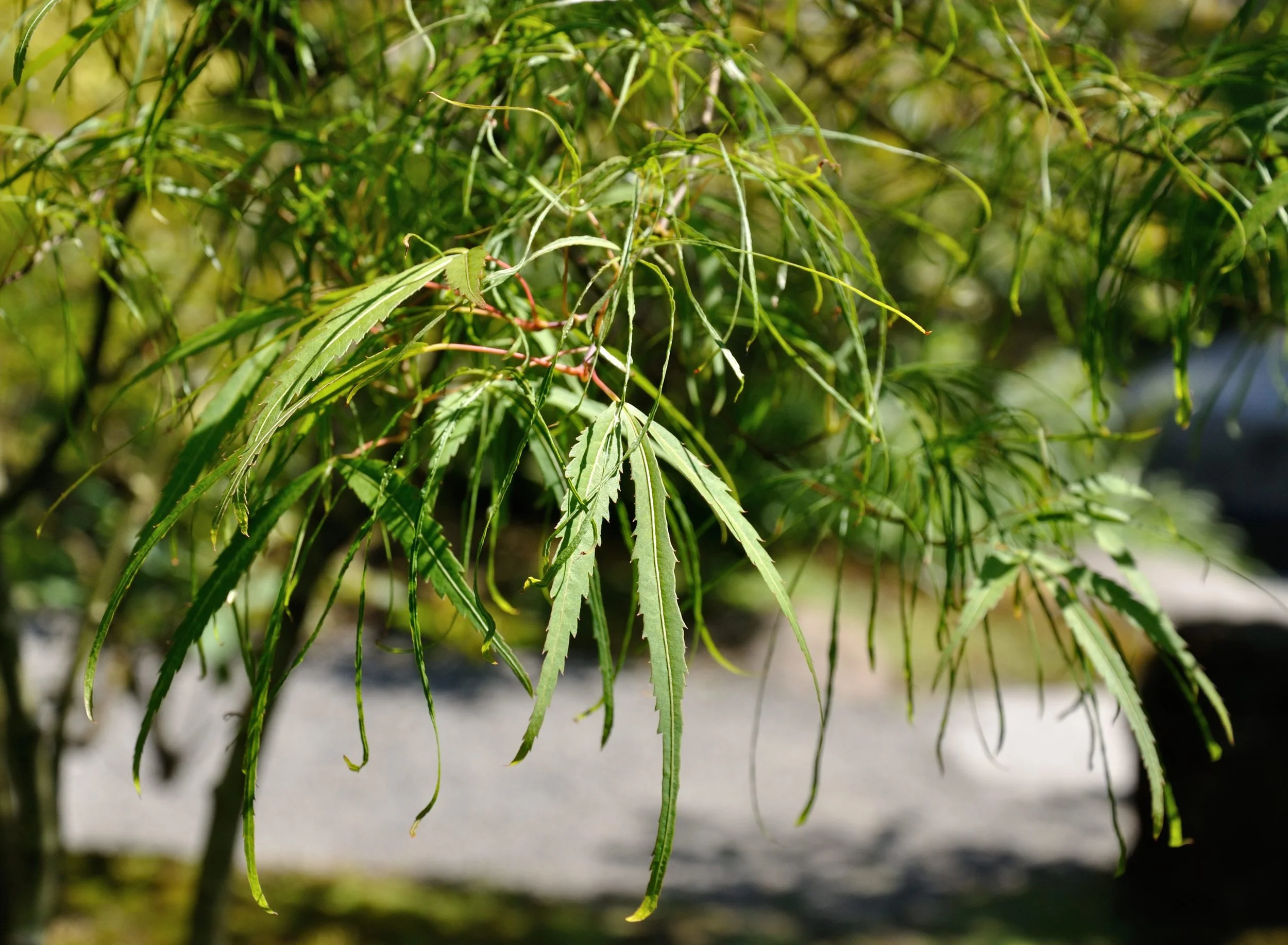 In Bloom: Koto no Ito — Seattle Japanese Garden