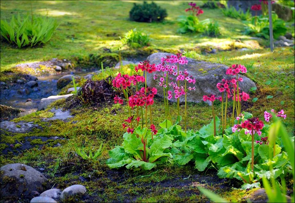 Events — Seattle Japanese Garden