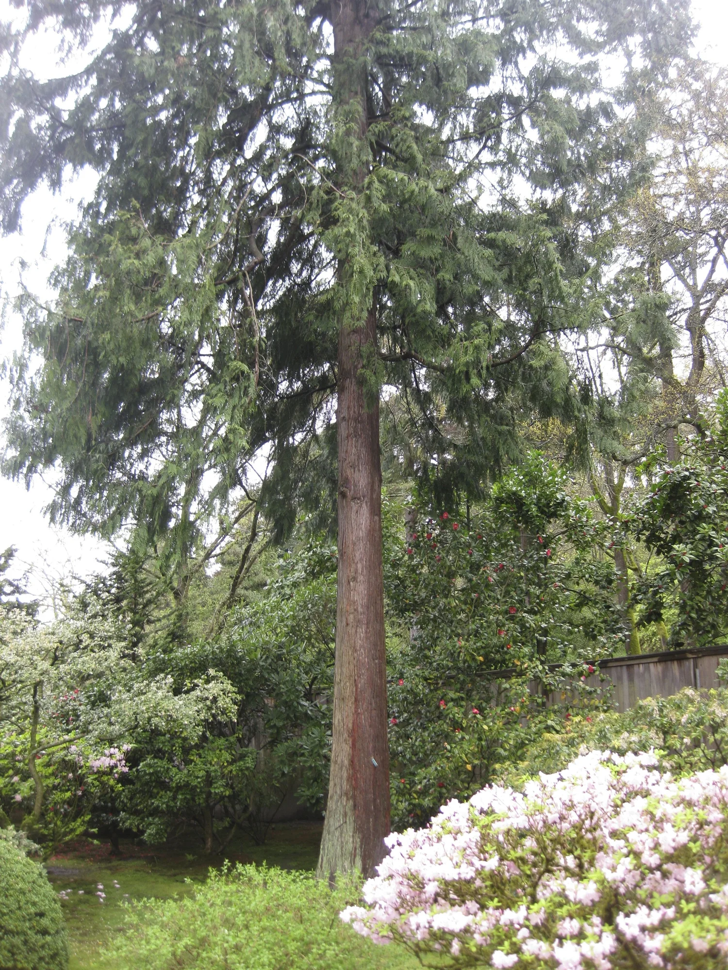 Thuja plicata: Our Iconic Northwest Native Conifer — Seattle Japanese ...