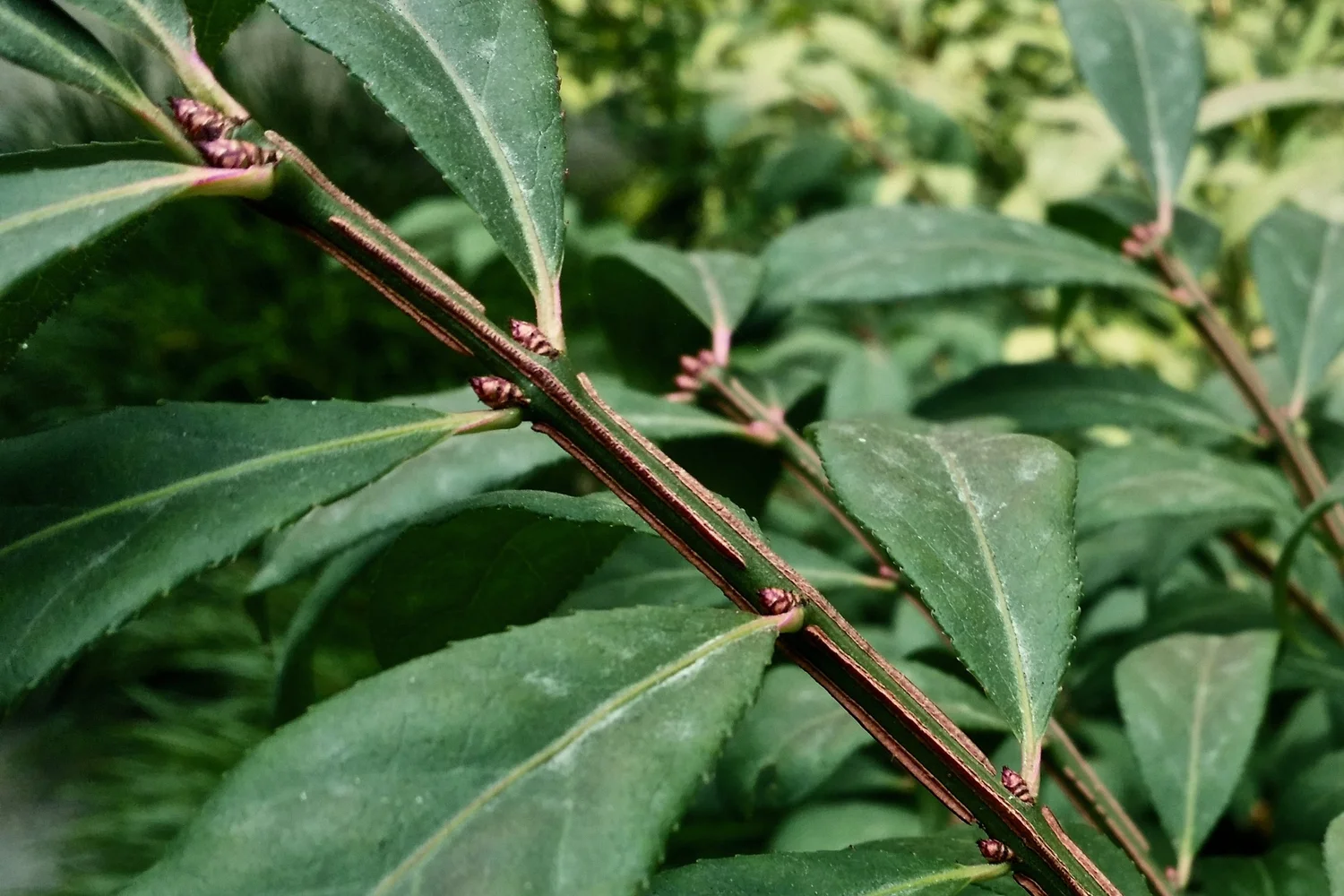 In Color: Burning Bush — Seattle Japanese Garden