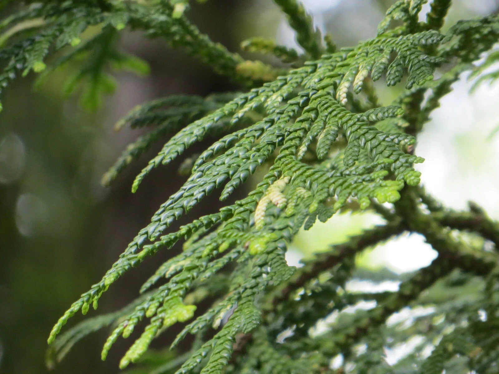 Thujopsis dolabrata: An Uncommon Conifer with Bold, Shiny Green Foliage ...