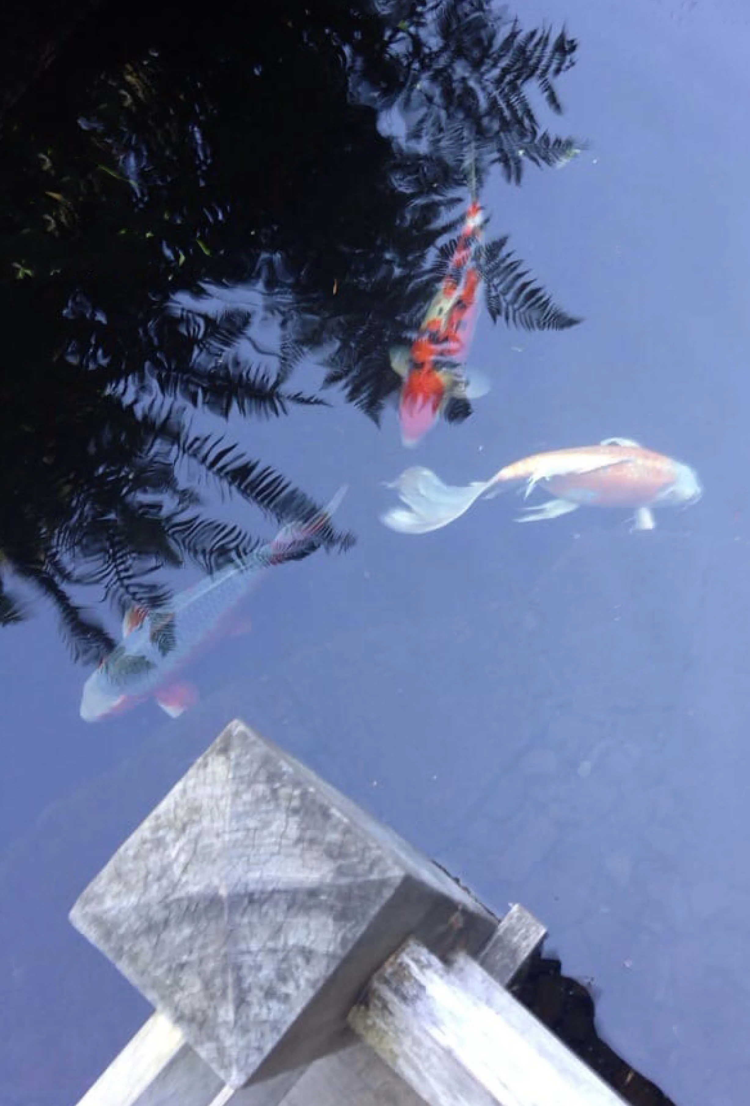 Hello Koi Exhibit — Seattle Japanese Garden