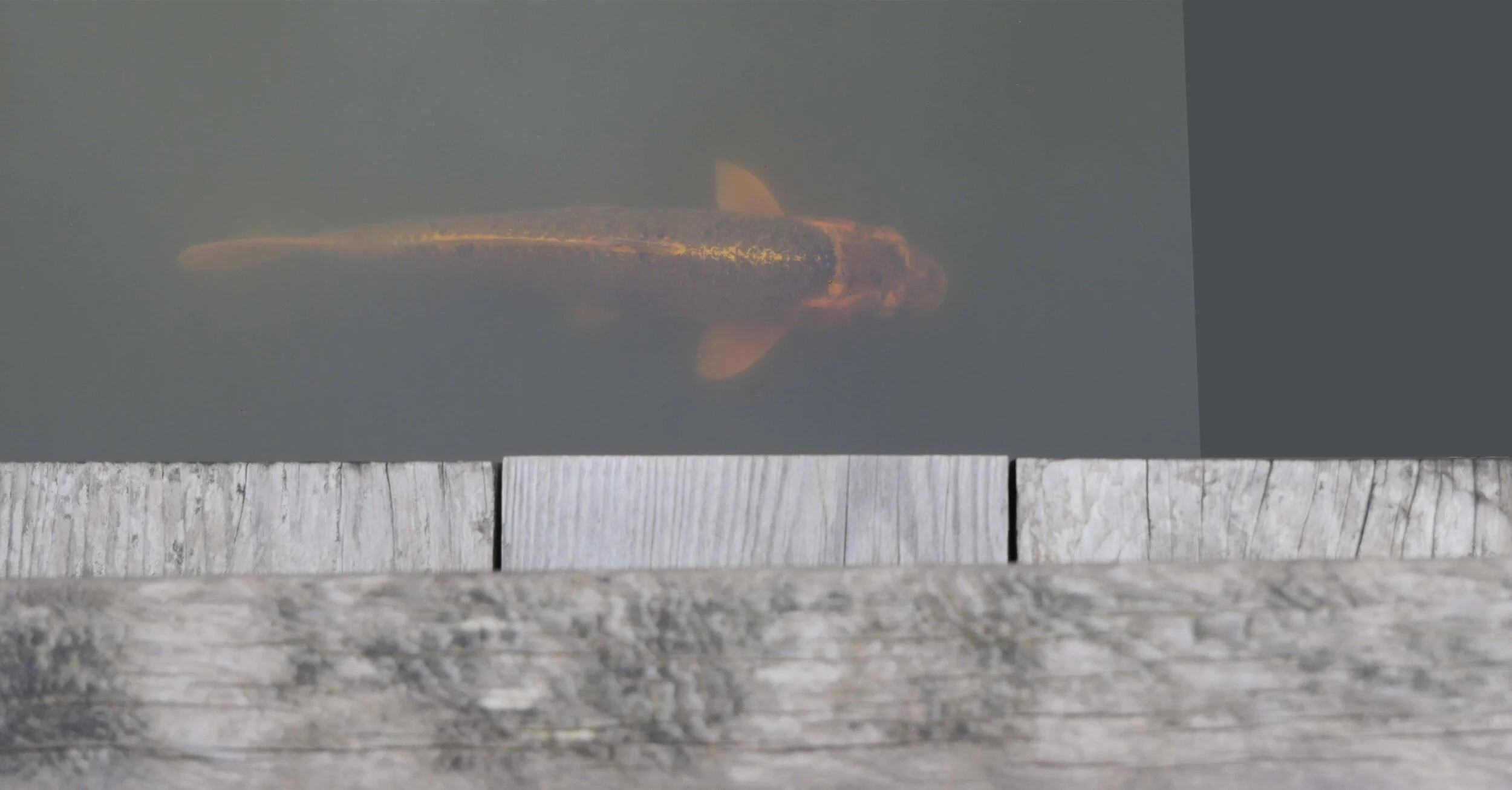Hello Koi Exhibit — Seattle Japanese Garden